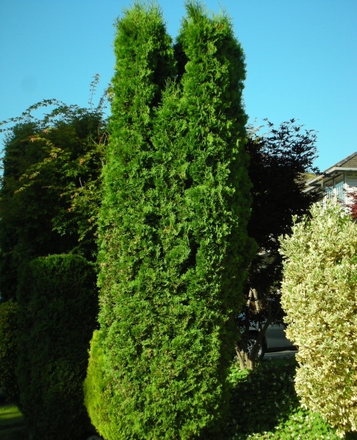 Туя западная `Фастигиата`, Thuja occidentalis `Fastigiata` | СадПарад